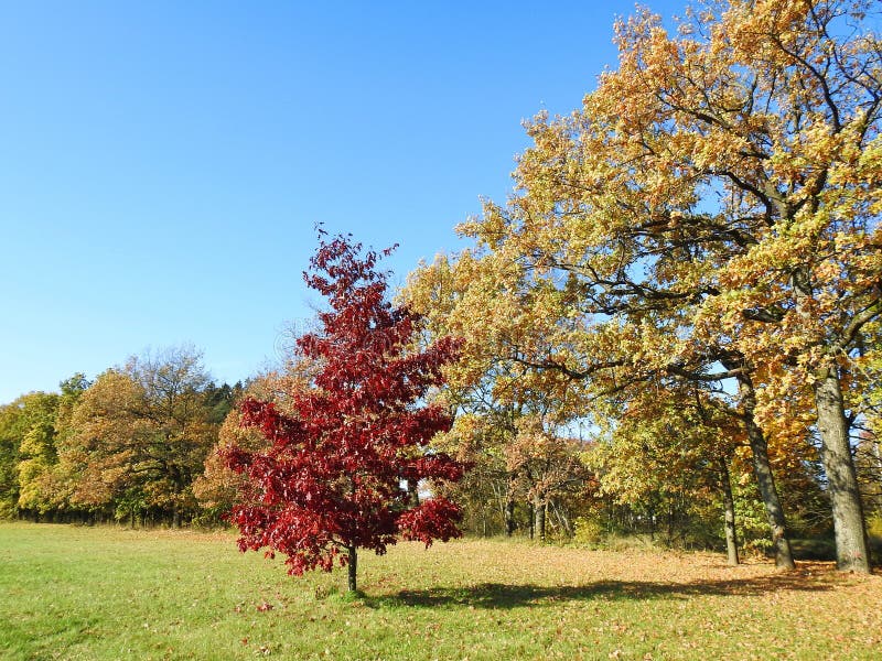 Colorful Autumn Trees, Lithuania Stock Photo - Image of grey, floral ...
