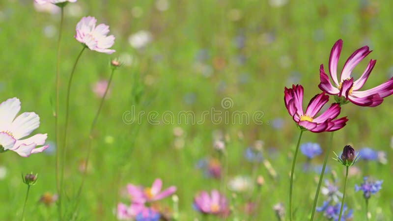 Different Colors of Cosmos Flowers Stock Footage - Video of cosmos ...