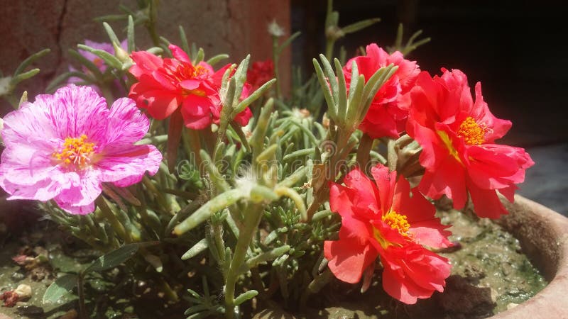 Different Colors of Flowers Stock Image - Image of flowers, flower ...