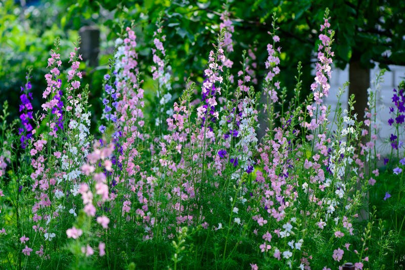 Different Colors Flowers Background Stock Photo - Image of blooming ...