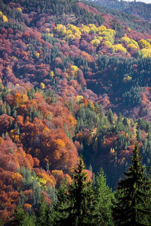 Colorful fall forest stock photo. Image of glow, light - 91244998