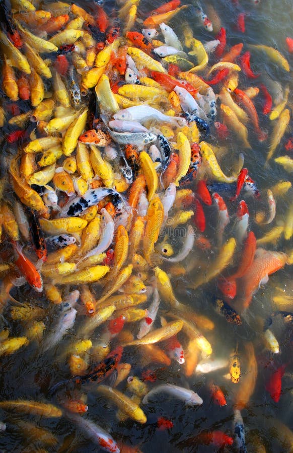Different colors koi carps stock image. Image of garden - 11578129
