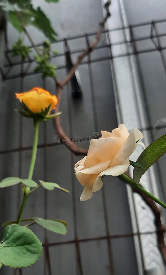 2 Different Colors of Roses Under the Vine Stock Photo - Image of white ...