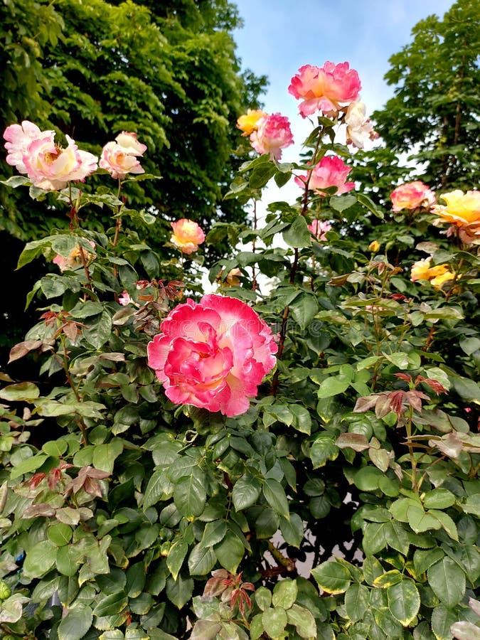 Different Colors Roses in Vienna. Close Up Stock Image - Image of ...