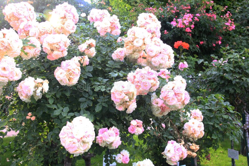 Different Colors Roses in Vienna. Close Up Stock Photo - Image of petal ...