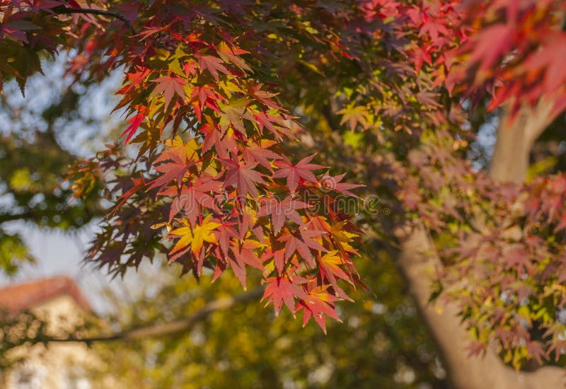 Different Colors on the Tree Stock Image - Image of afternoon, green ...