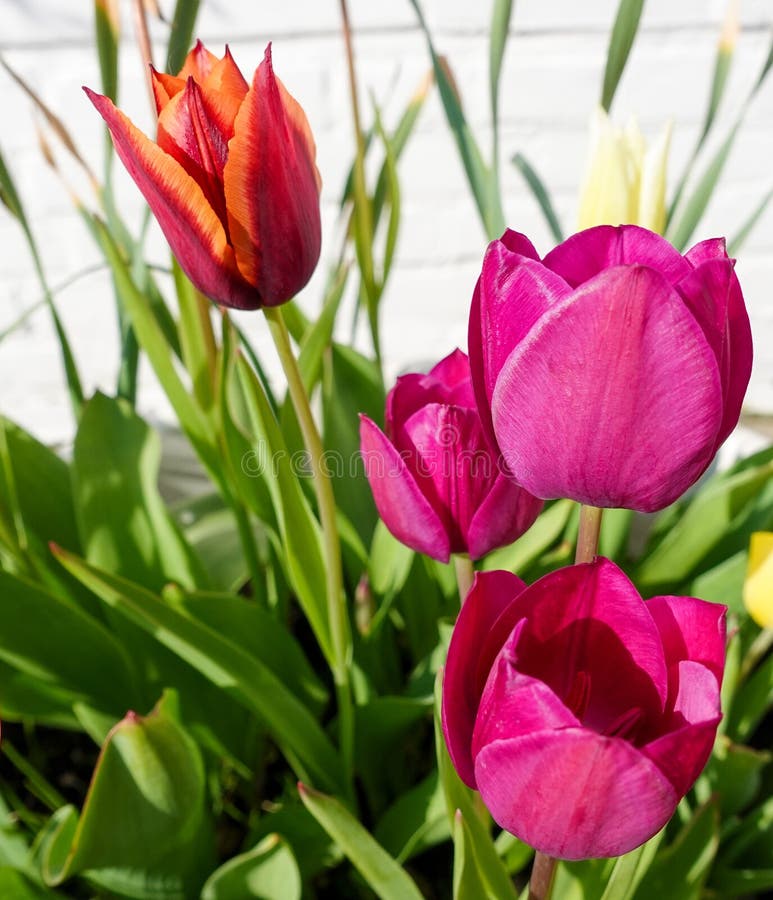 Different Colors of Tulips Planted in the Garden Stock Photo - Image of ...