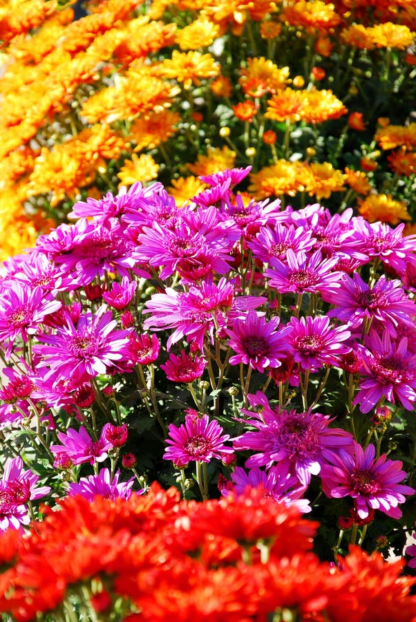 Different Colors and Varieties of Chrisanthemums Stock Image - Image of ...