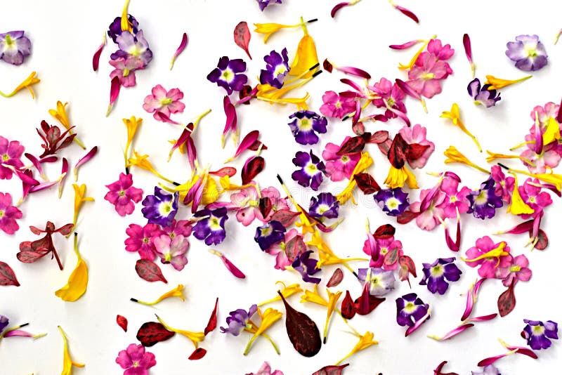 Different Colors Of Yellow, Red, Purple Petals Lie On The White Surface ...