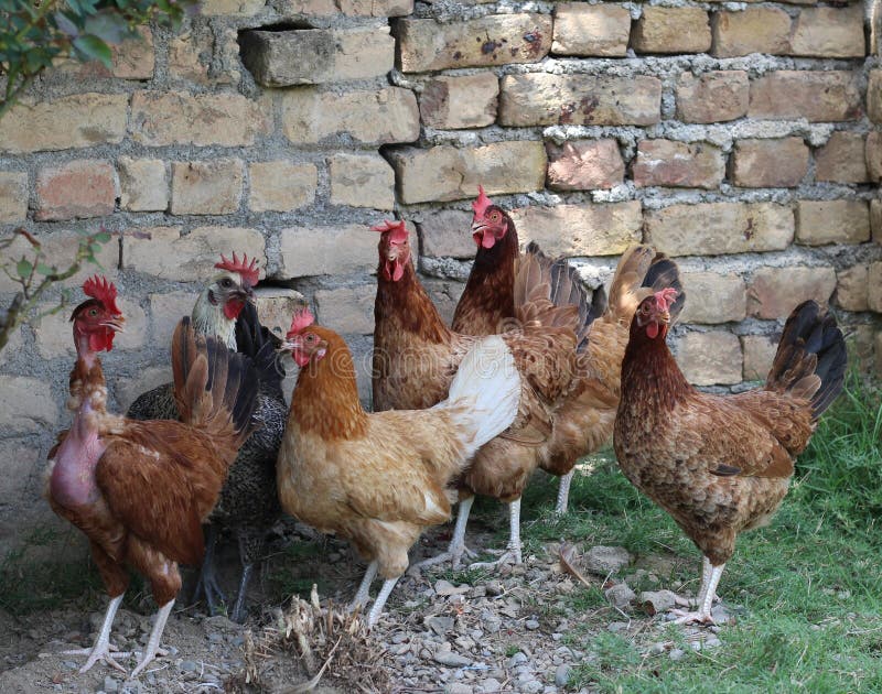 Different Colour of Hens in Single Photo Stock Photo - Image of house ...