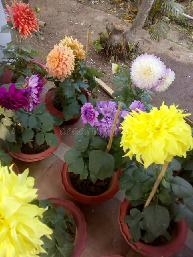 Colourful sunflower stock image. Image of colourful - 136939249