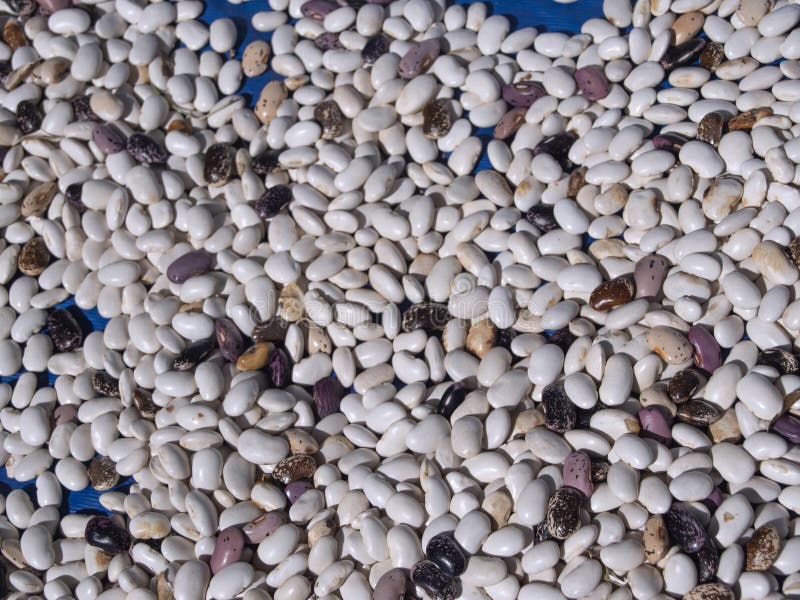 Different Coloured Beans Layed on the Floor To Dry Under the Sun. Stock ...