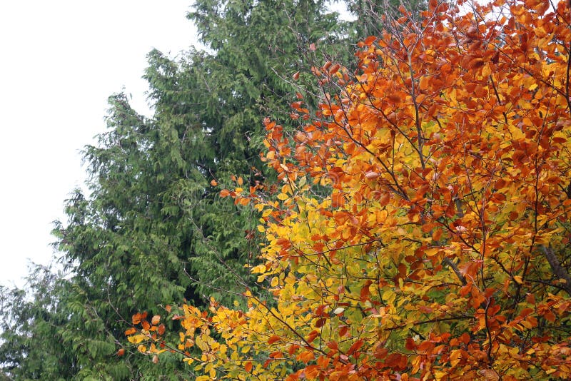 Autumn Tree Colours stock image. Image of green, foliage - 164537897