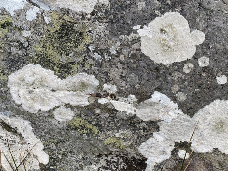 Coloured Lichen on a Stone Rock Stock Image - Image of freezing ...