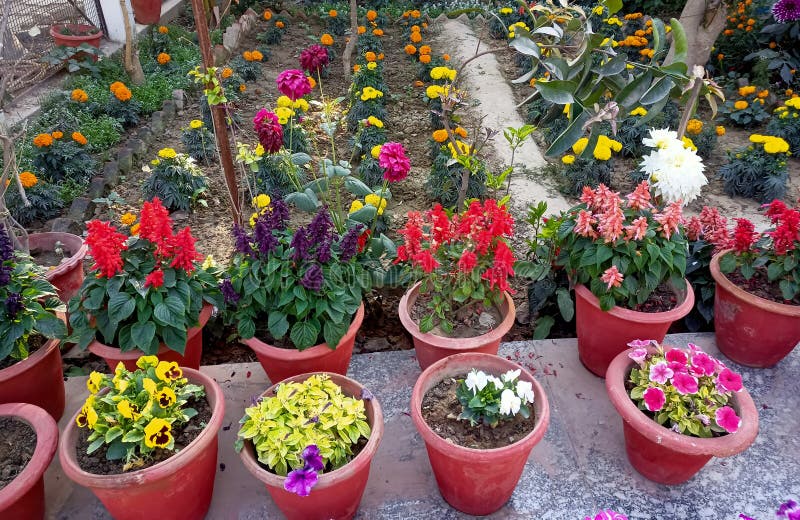 Different Colours of Flowering Plants Grow in Flower Pot in Rows. Stock ...