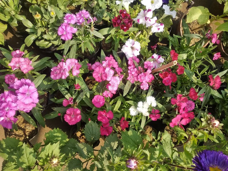 Different Different Colours Flowers Looking Very Pretty Stock Image ...
