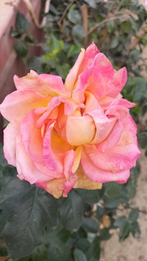 Different Colours Roses in Madhubani India Bihar Stock Photo - Image of ...