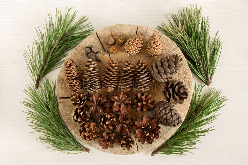Different Cones of Coniferous Tree and Four Branches of Pine on the ...
