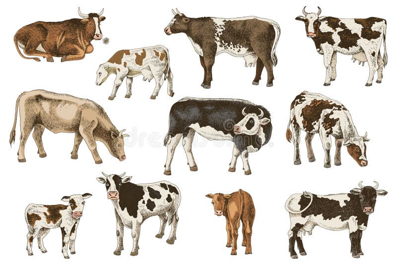 Different Cows Colors Set, Isolated. Stock Vector - Illustration of ...