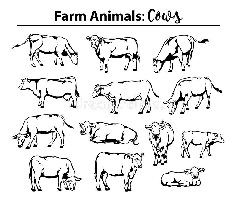 Different Cows Set in Contour, Outline. Stock Vector - Illustration of ...