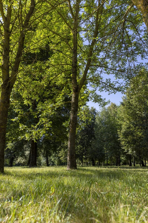Different Deciduous Trees in a Mixed Park in Summer Stock Photo - Image ...