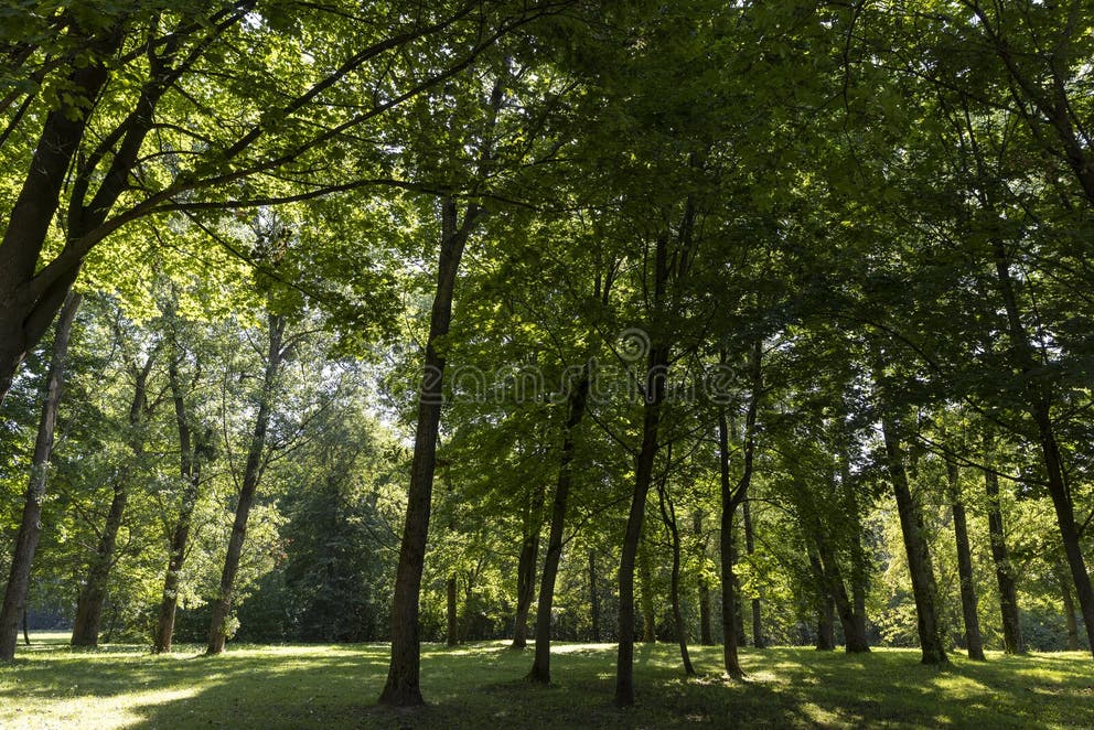 Different Deciduous Trees in a Mixed Park in Summer Stock Image - Image ...