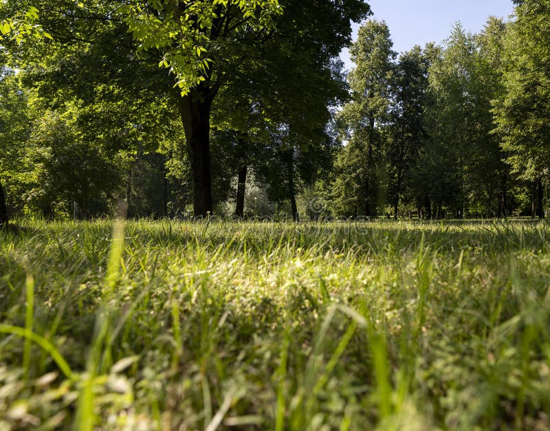 Different Deciduous Trees in a Mixed Park in Summer Stock Image - Image ...