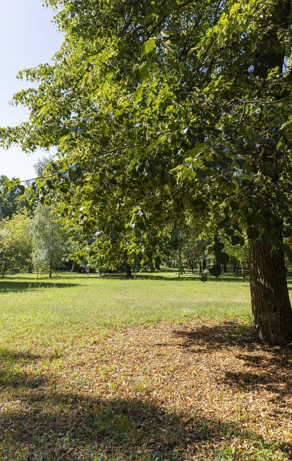 Different Deciduous Trees in a Mixed Park in Summer Stock Photo - Image ...