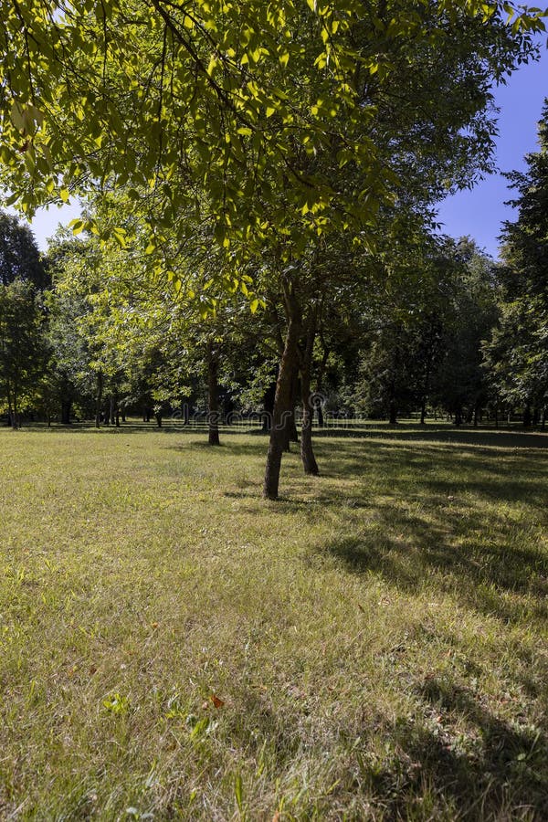 Different Deciduous Trees in a Mixed Park in Summer Stock Photo - Image ...