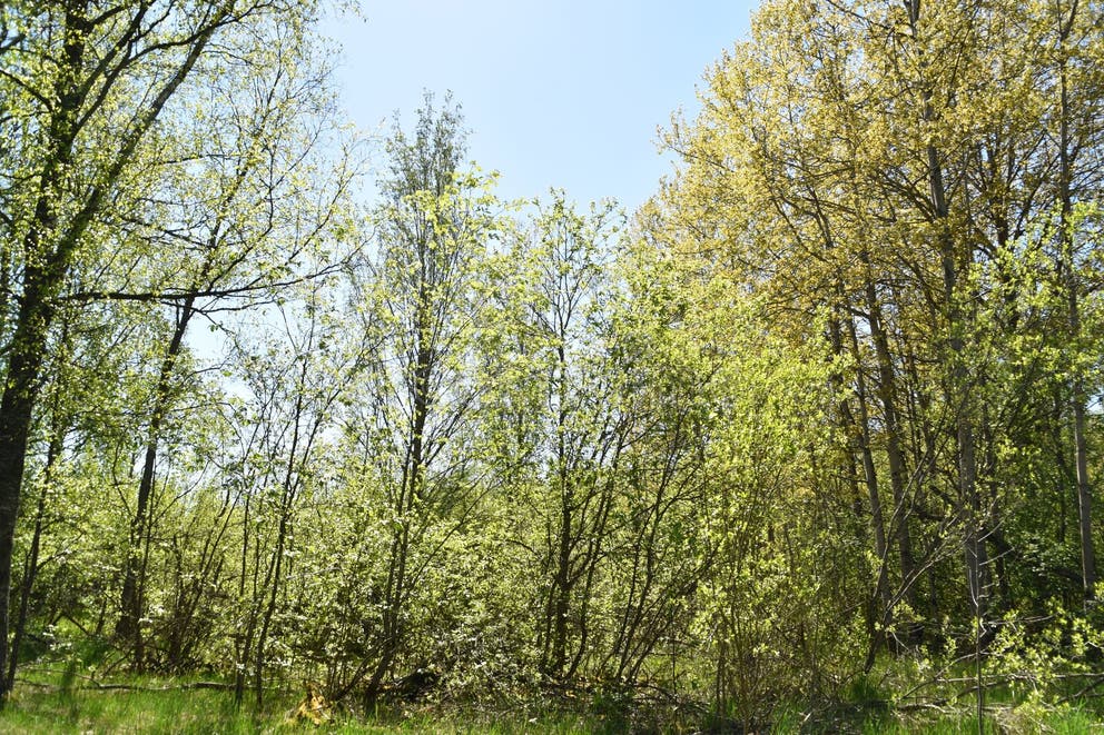 Pretty Deciduous Trees stock photo. Image of outside - 384020376