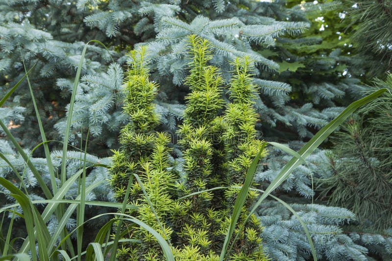 Different Decorative Conifers and Herbs in the Garden. Multi-colored ...