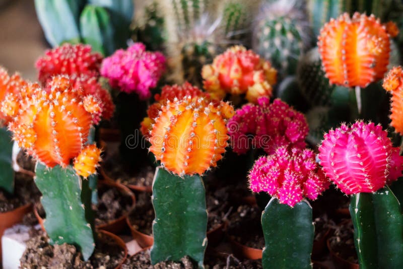 Different Decorative Unusual Cacti in Flower Pots on the Market Stock ...