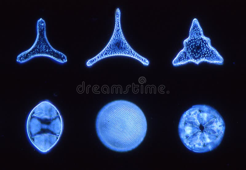 Different Diatoms Under the Microscope Stock Image - Image of 100x ...