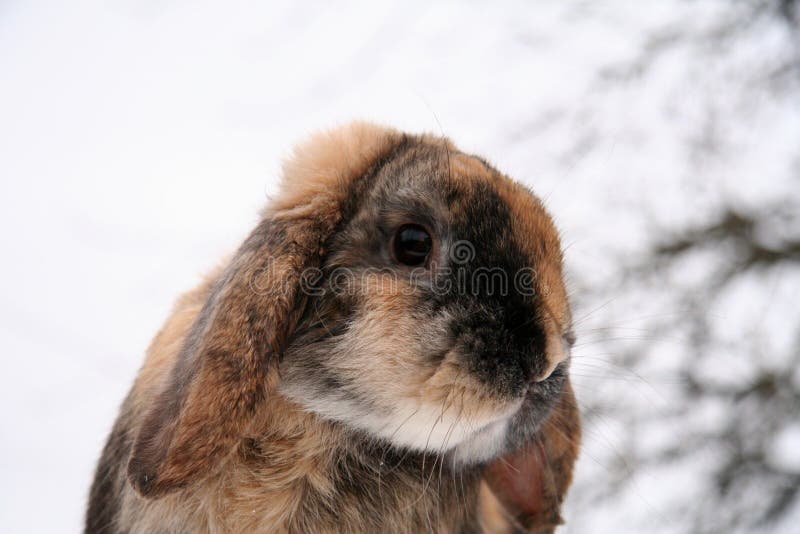 Different Domestic Rabbits on the Farm, in Winter Time Stock Image ...
