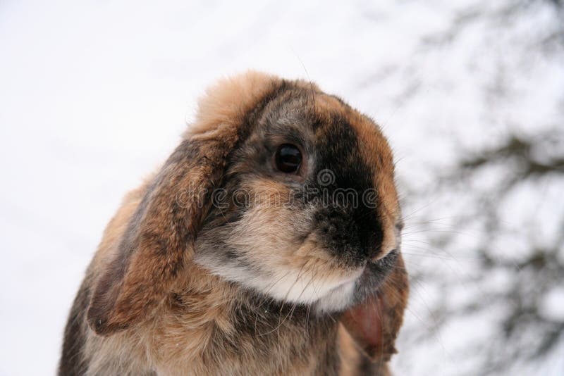 Different Domestic Rabbits on the Farm, in Winter Time Stock Photo ...