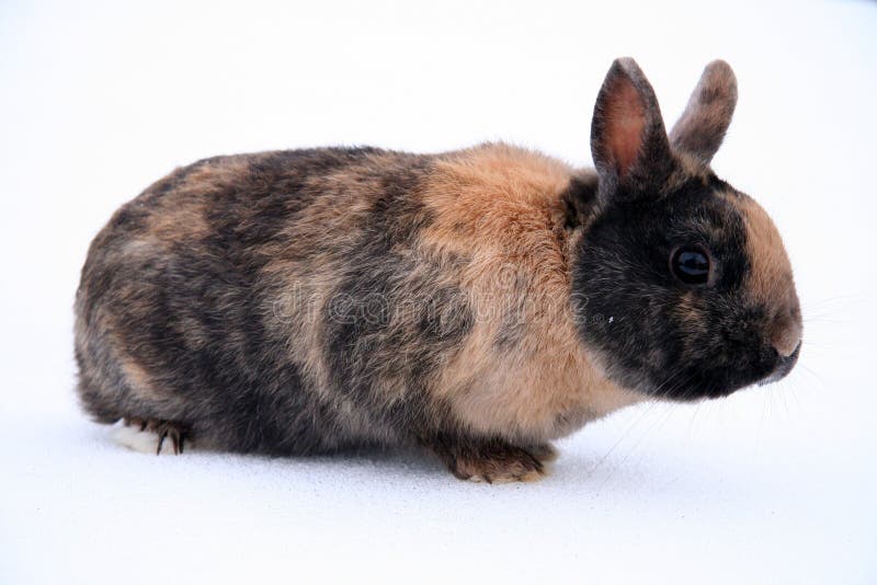 Different Domestic Rabbits on the Farm, in Winter Time Stock Image ...