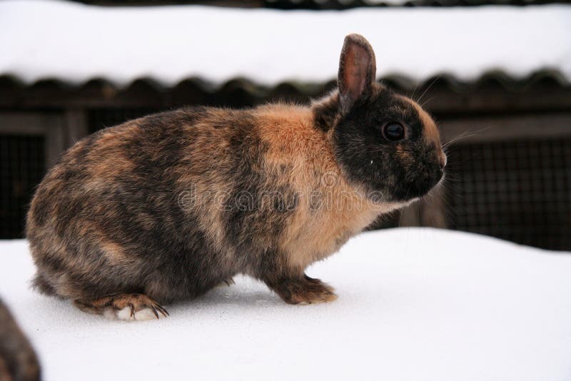 Different Domestic Rabbits on the Farm, in Winter Time Stock Photo ...