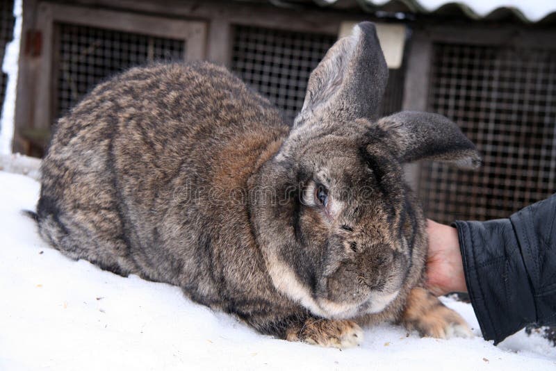 Different Domestic Rabbits on the Farm, in Winter Time Stock Image ...