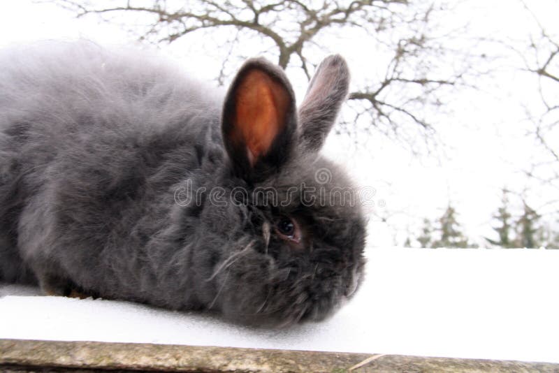 Different Domestic Rabbits on the Farm, in Winter Time Stock Photo ...