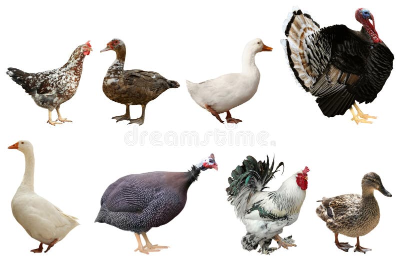 Different Domesticated Birds White Background Collage Stock Photos ...