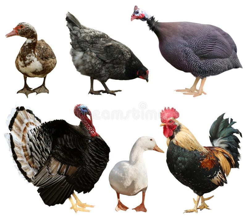 Different Domesticated Birds White Background Collage Stock Photos ...
