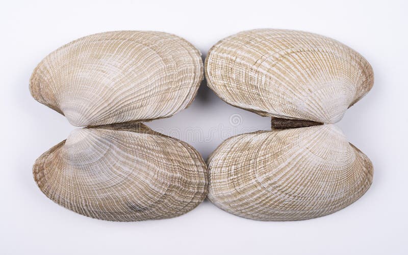 Different Double Sea Shells Isolated on a White Background Stock Image ...