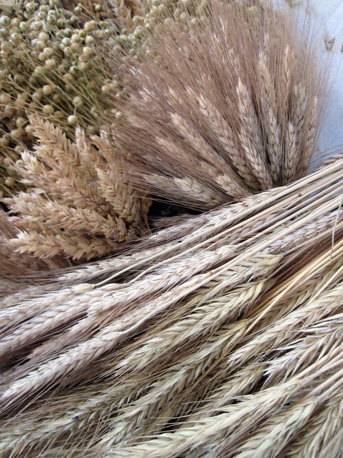 Bouquet of Dried Flax Plant Stock Photo - Image of flax, beautiful ...