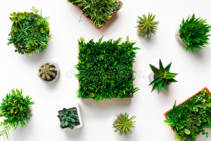 Different Evergreen Plants in Various Pots, Top View Stock Image ...
