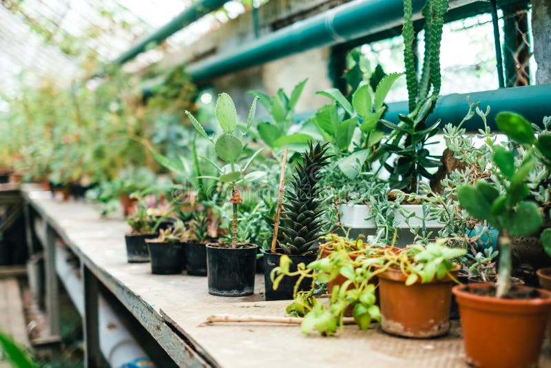 Different Exotic Plants in Pots on a Stand in a Botanical Garden Stock ...