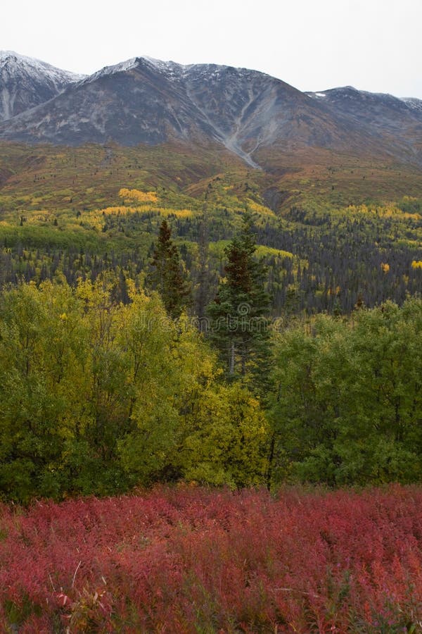 Different Fall Colors Moving Up the Side of Mountain in Autumn, Yukon ...