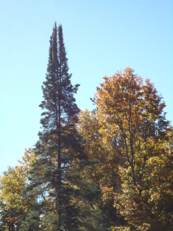 Different Fall Trees and Colors Stock Photo - Image of colorful, nature ...