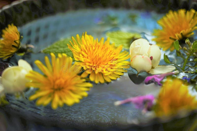 Different Field Flowers Float in the Water of a Blue Bowl Stock Image ...