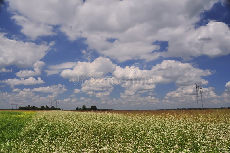 Different Fields, a Field with Blooming Buckwheat on a Sunny Fine Day ...