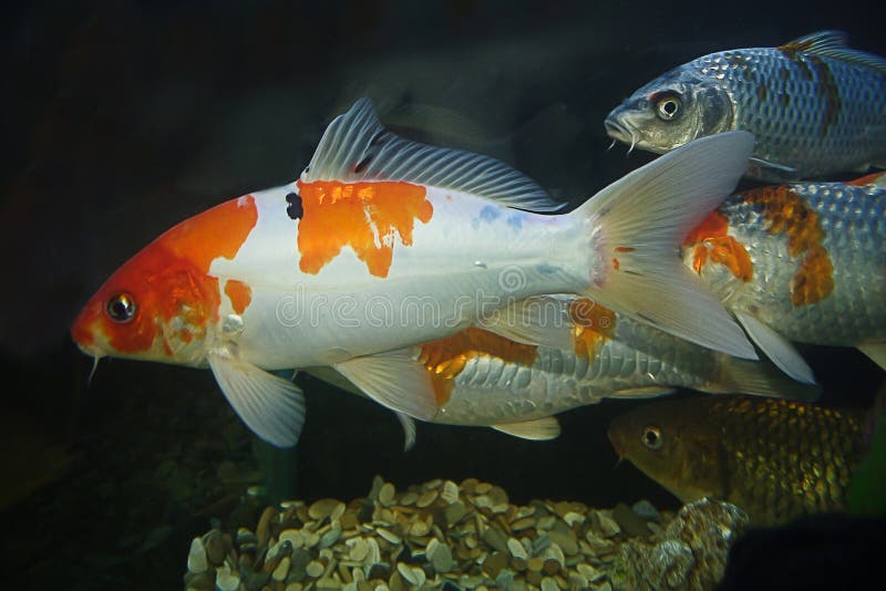 Different fishes stock image. Image of fish, spotty, aquarium - 1849033